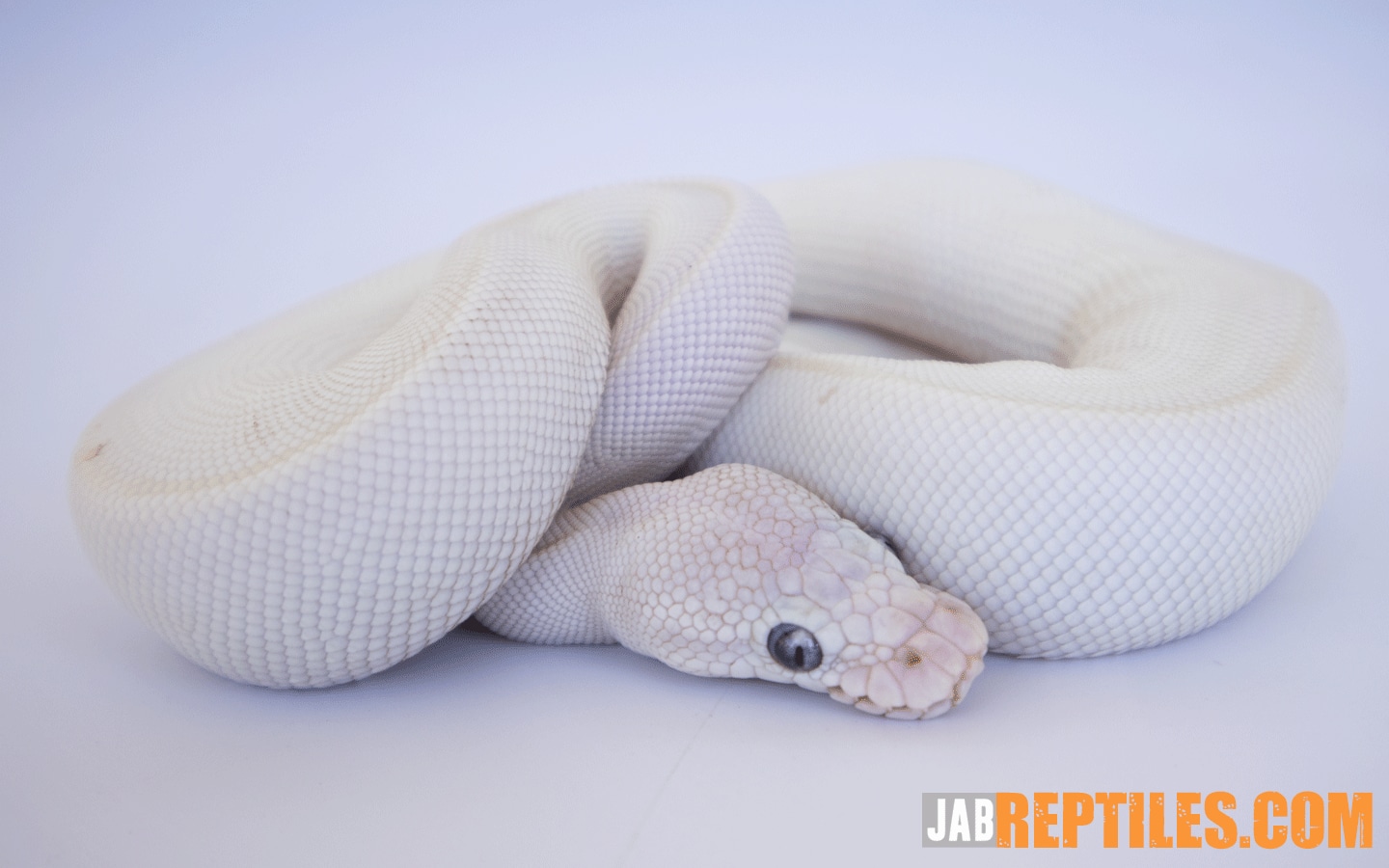 Bel (Lesser / Mystic Or Special) Pos Gold Blush Ball Python by J.A.B ...