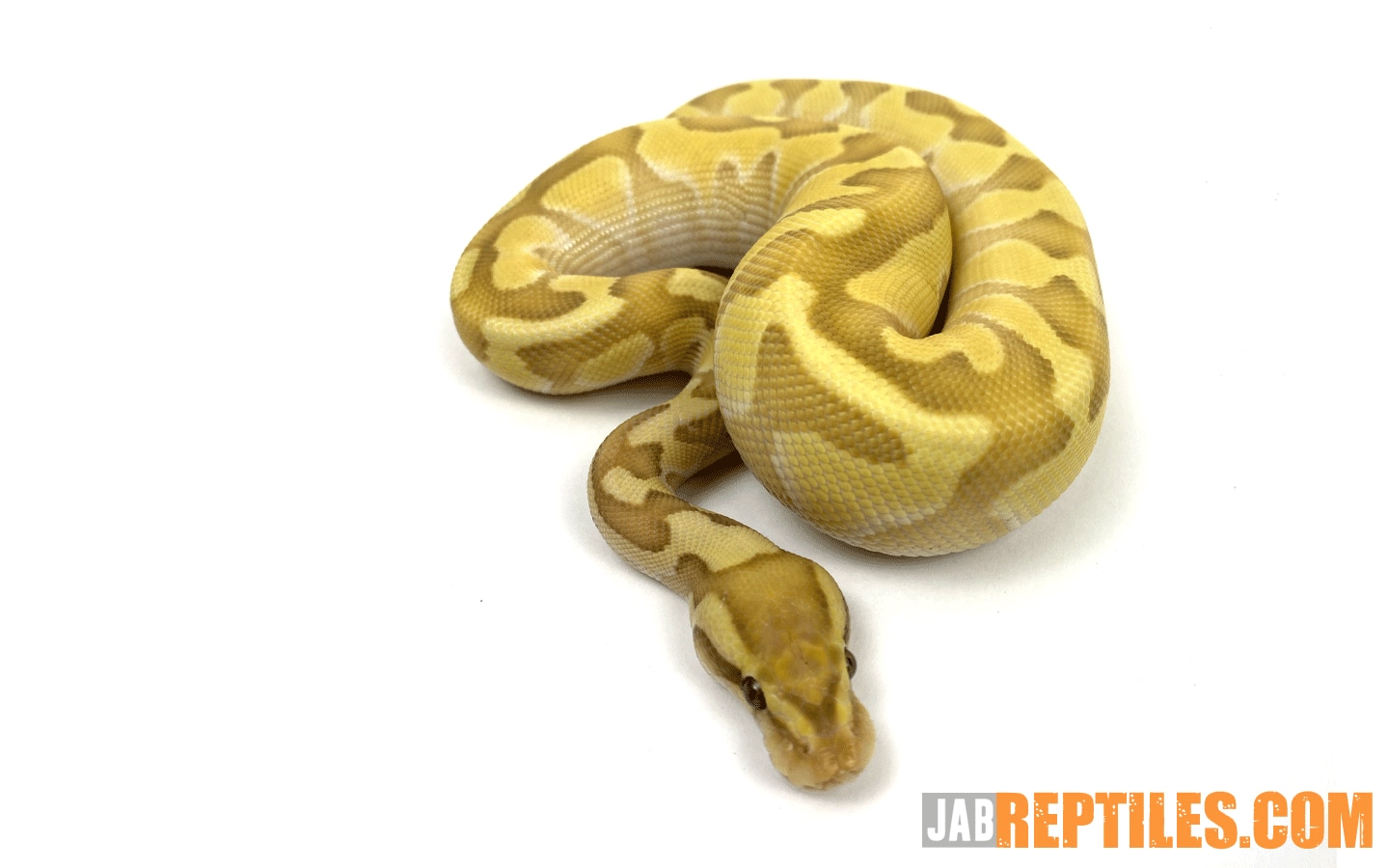 Banana Enchi Lesser #33 Ball Python by J.A.B. Reptiles - MorphMarket