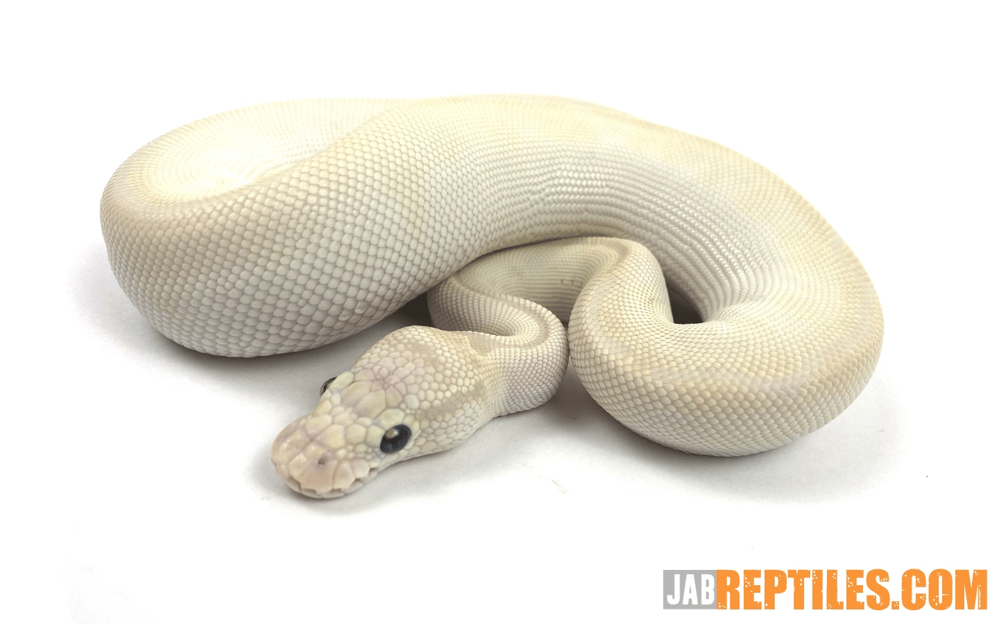 Lesser / Mystic Or Special (Bel) Pos Gold Blush #78 Ball Python by J.A ...