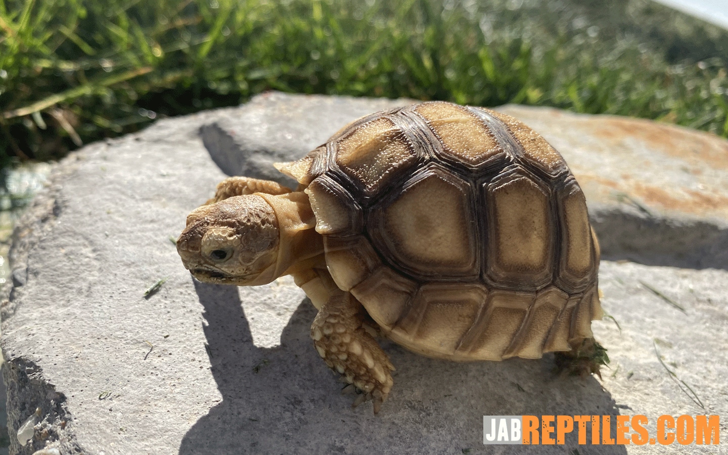 SULCATA TORTOISE (1 Year Old ) Sulcata Tortoise by J.A.B. Reptiles - MorphMarket