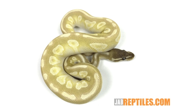 Crystal ( Mojave / Special ) Pos Gold Blush #81 Ball Python by J.A.B ...
