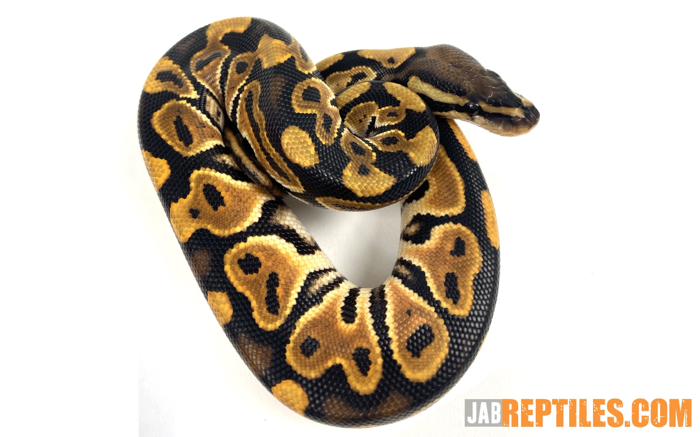 Orange Dream Black Pastel 100% Het Lavender Albino 100% Het Clown #2252 ...