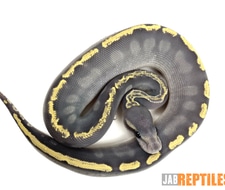 Ghi Mojave Hypo #2257 Ball Python by J.A.B. Reptiles - MorphMarket