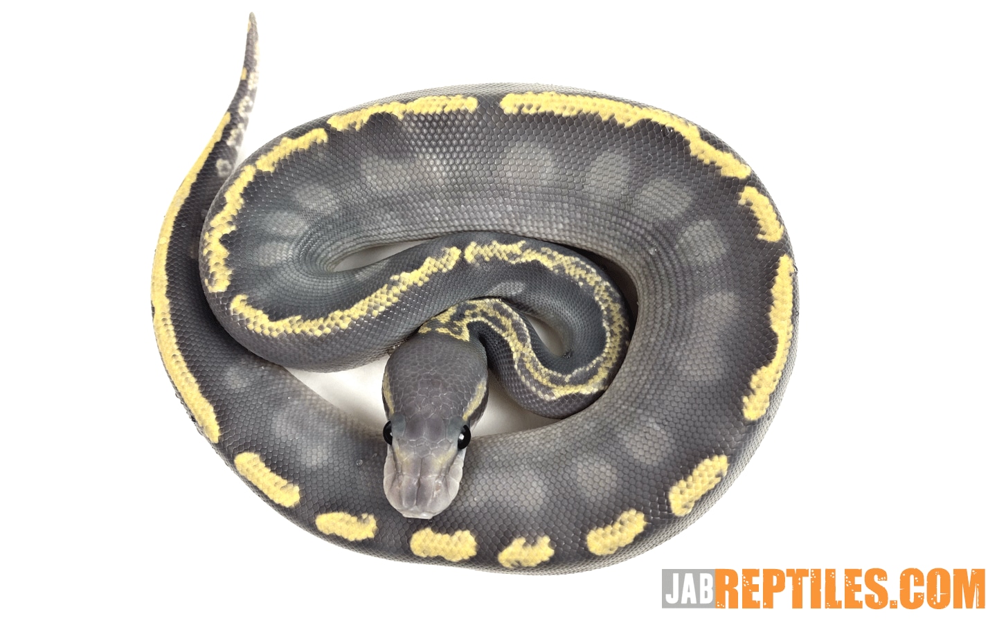Ghi Mojave Hypo #2257 Ball Python by J.A.B. Reptiles - MorphMarket