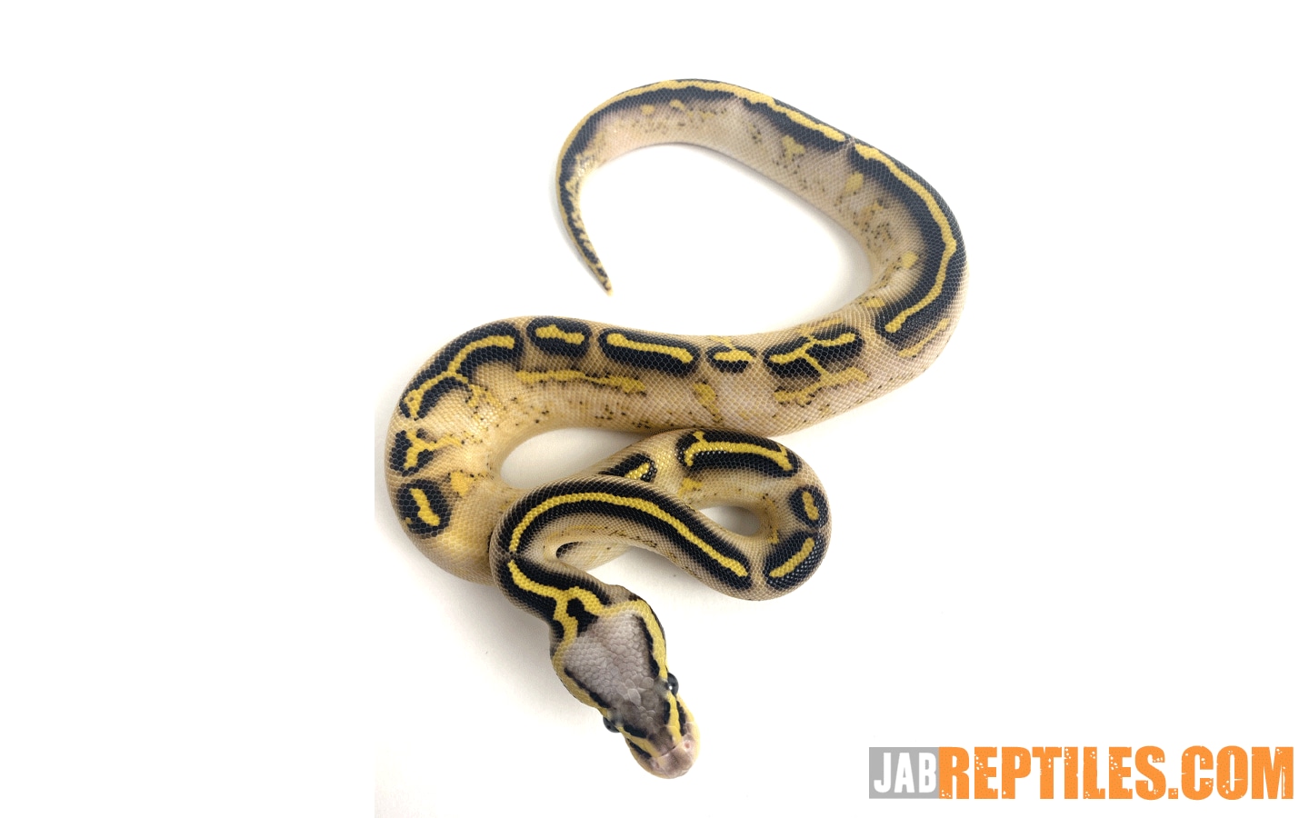 Pastel Freeway Orange Dream #2245 Ball Python by J.A.B. Reptiles ...