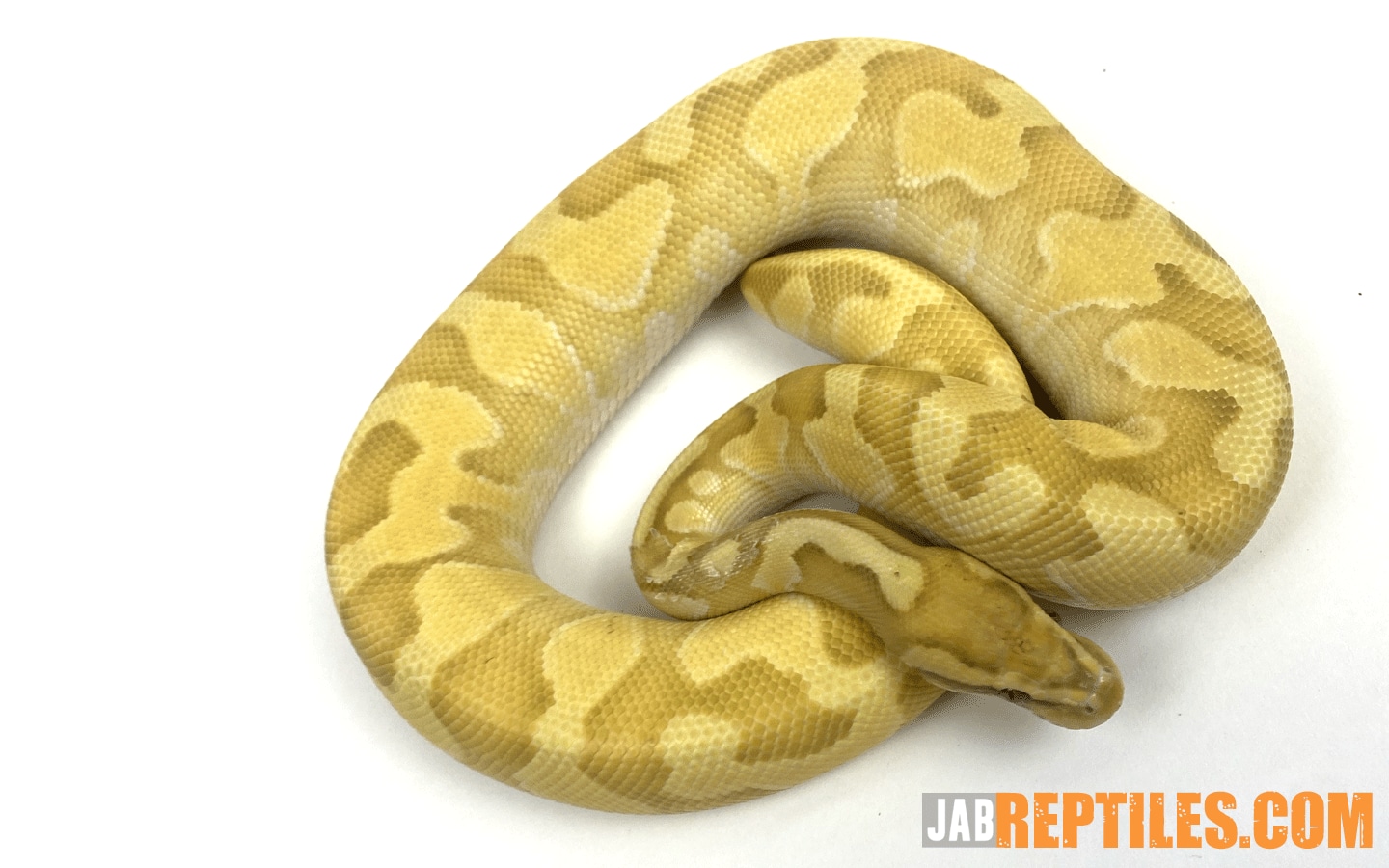 Banana Enchi Lesser #34 Ball Python by J.A.B. Reptiles - MorphMarket