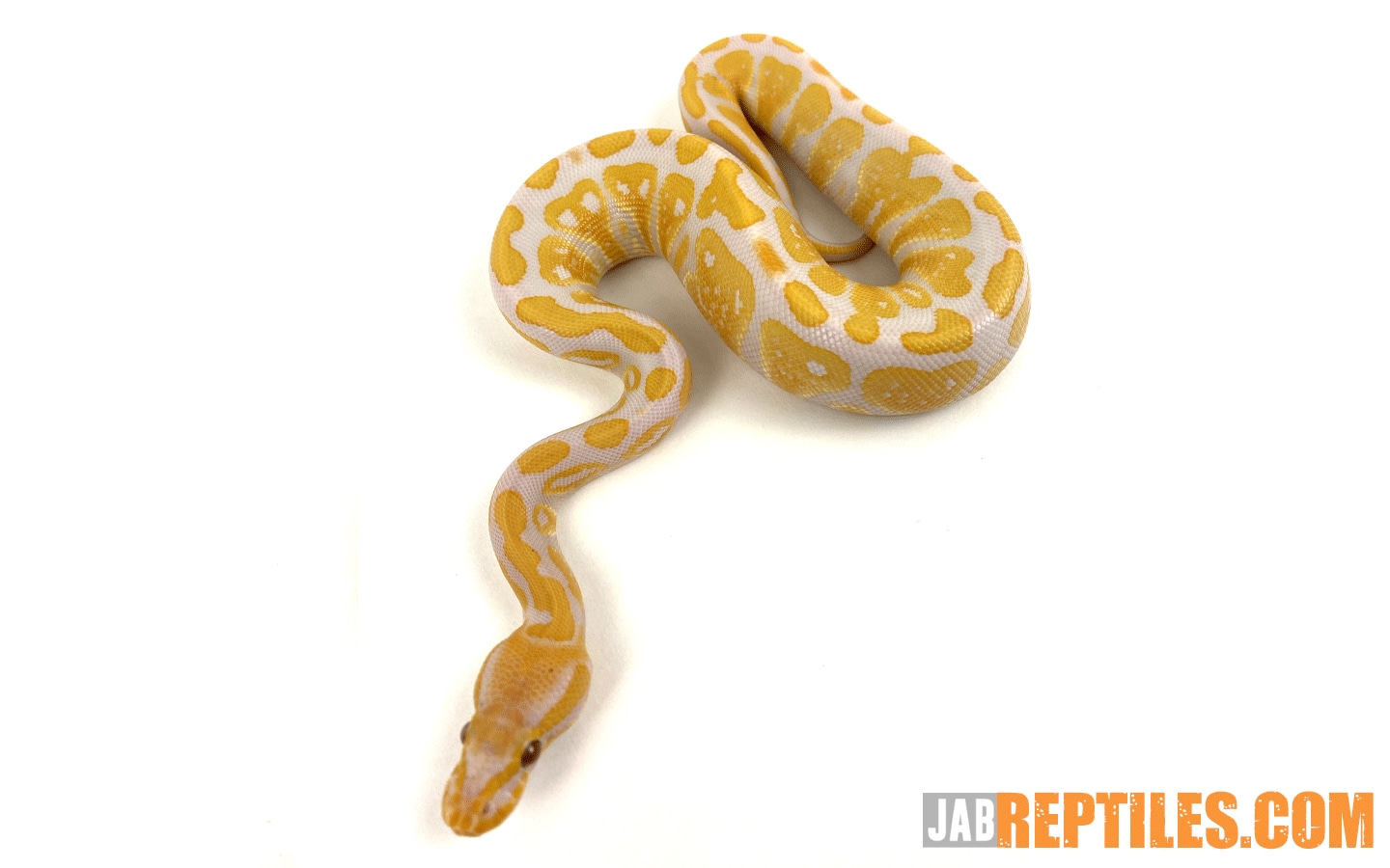 Lavender Albino 100% Het Vpi Axanthic #2280 Ball Python by J.A.B ...