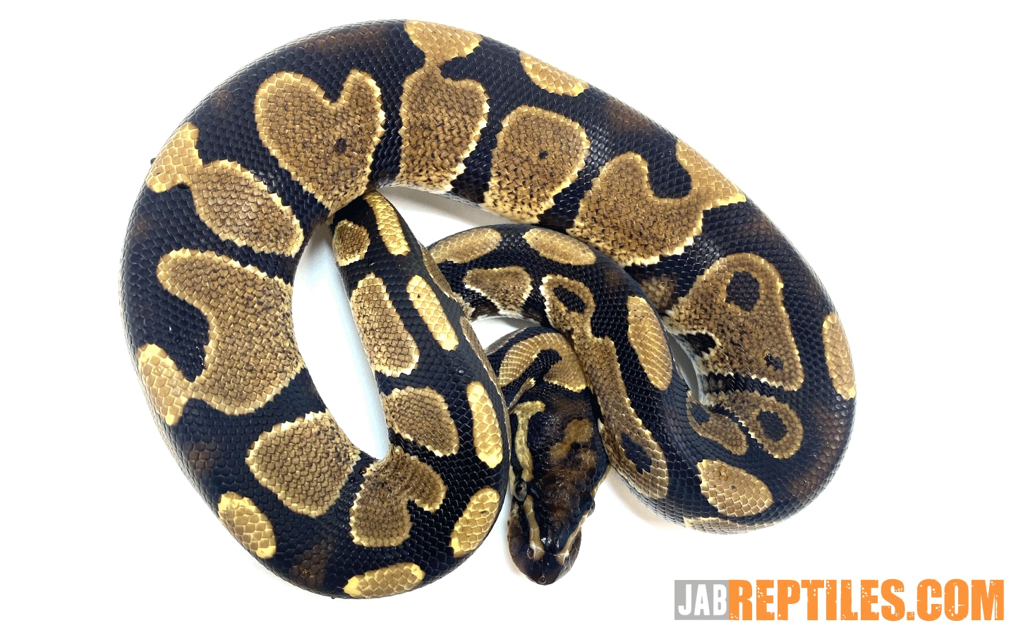 Yellow Belly 100% Het Pied 100% Het Lavender Albino #22100 Ball Python ...
