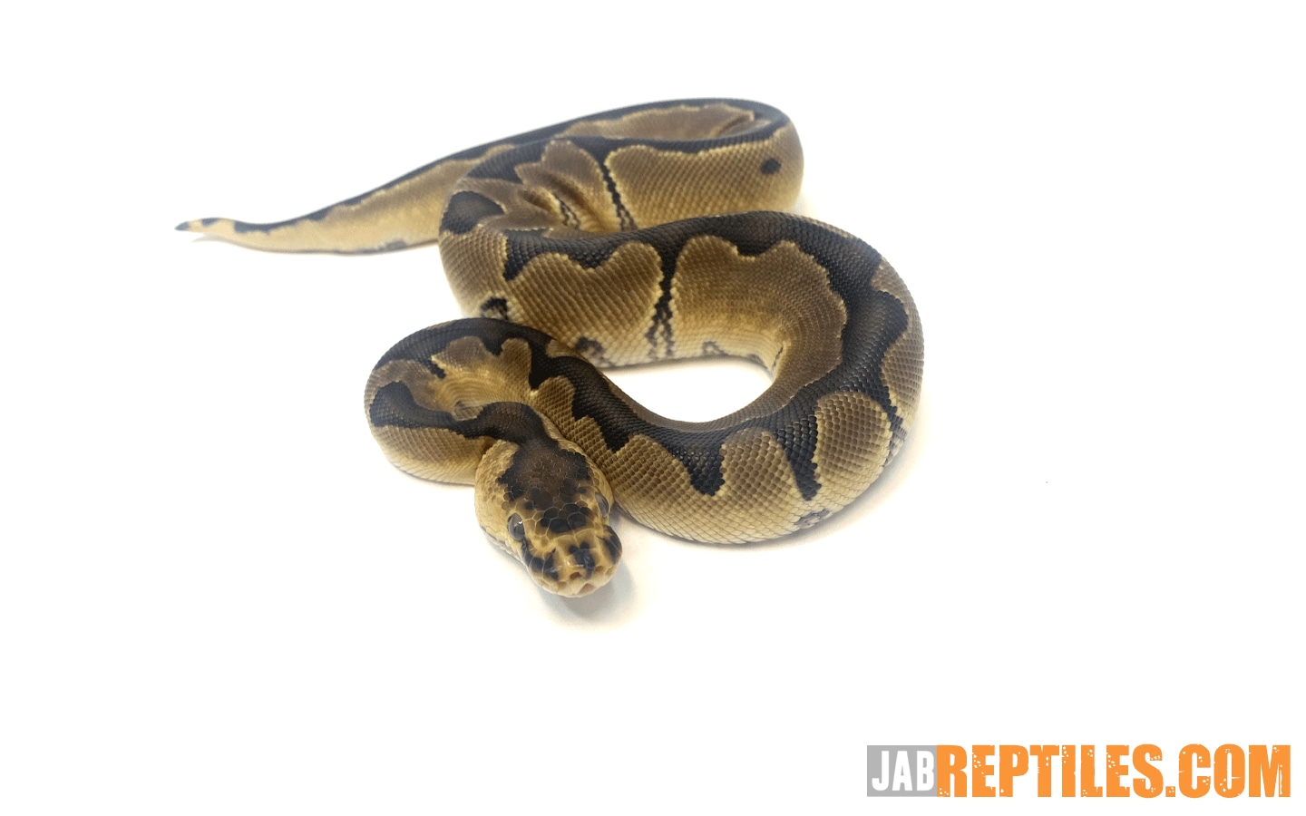 Clown Enchi #2354 Ball Python by J.A.B. Reptiles - MorphMarket