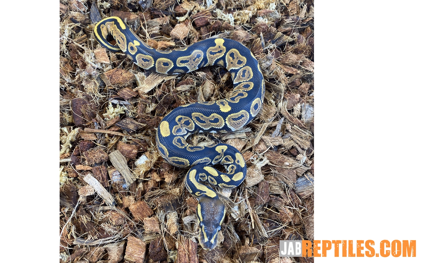 Black Pastel 100% Het Lav 50% Het Axanthic Vpi #23128 Ball Python by J ...