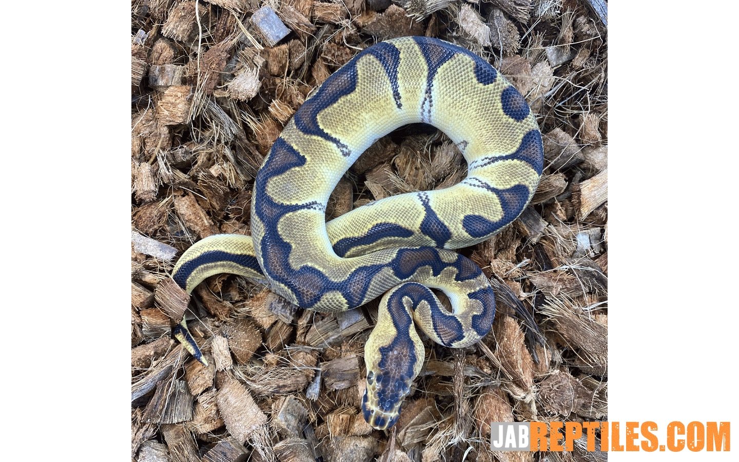 Clown Enchi Pos Super Orange Dream #2329 Ball Python by J.A.B. Reptiles ...