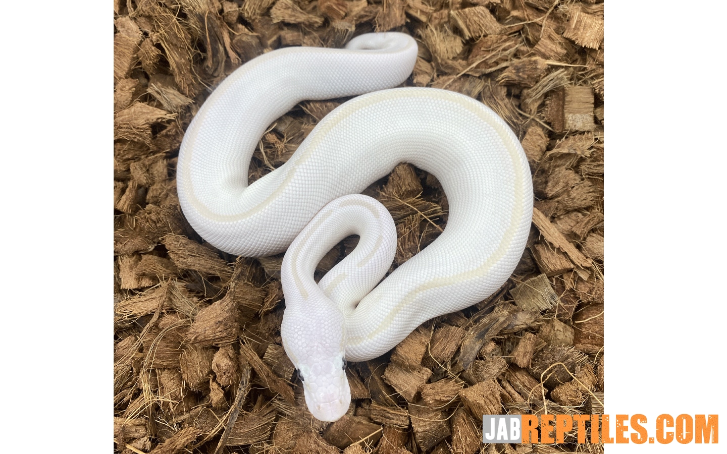 Bel (Mystic Special Mojave Lesser) #23121 Ball Python by J.A.B ...