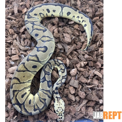 Ghi Mojave Hypo #2257 Ball Python by J.A.B. Reptiles - MorphMarket