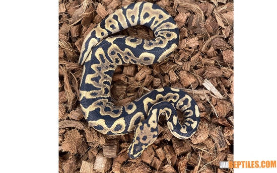 Lace Spotnose 50% Het Clown #2345 Ball Python by J.A.B. Reptiles