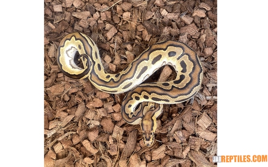 Clown Orange Dream Enchi Cinnamon #2351 Ball Python by J.A.B. Reptiles