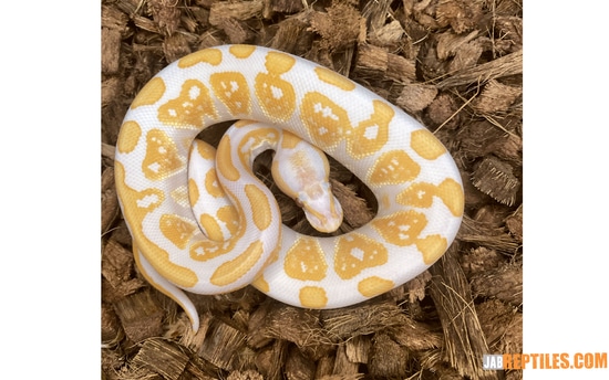 Black Pastel Lavender #23163 Ball Python by J.A.B. Reptiles