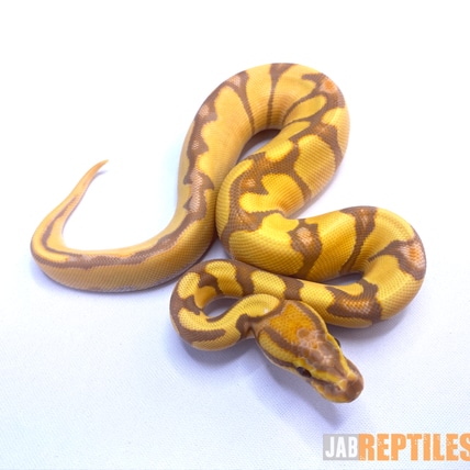 J.A.B. Reptiles - MorphMarket