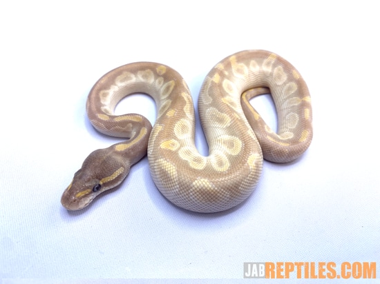 Crystal Gold Blush #8252472m Ball Python by J.A.B. Reptiles