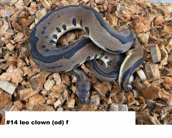 Leopard Clown (Od) #14 Ball Python by J.A.B. Reptiles