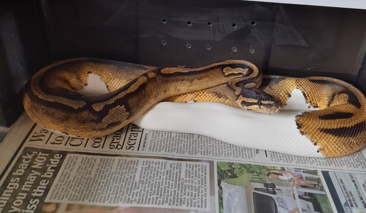 Panther Pied Ball Python by S&J Royal Morphs - MorphMarket