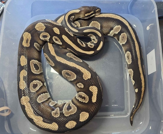 Phantom Ball Python by CTO Pythons