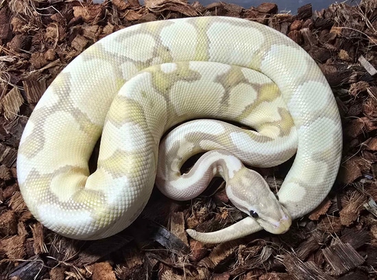 Banana Fire Ball Python by The Crown Balls