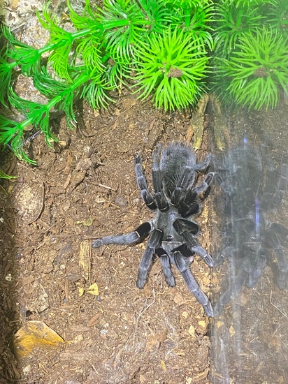 C Minax 4-5 Inch Tarantula by Jack tarantulas