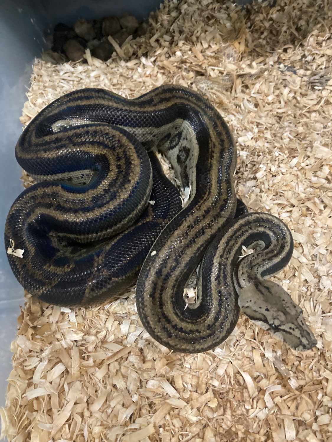 Striped Motley Het Leopard Probably BEA Boa Constrictor by Jack ...