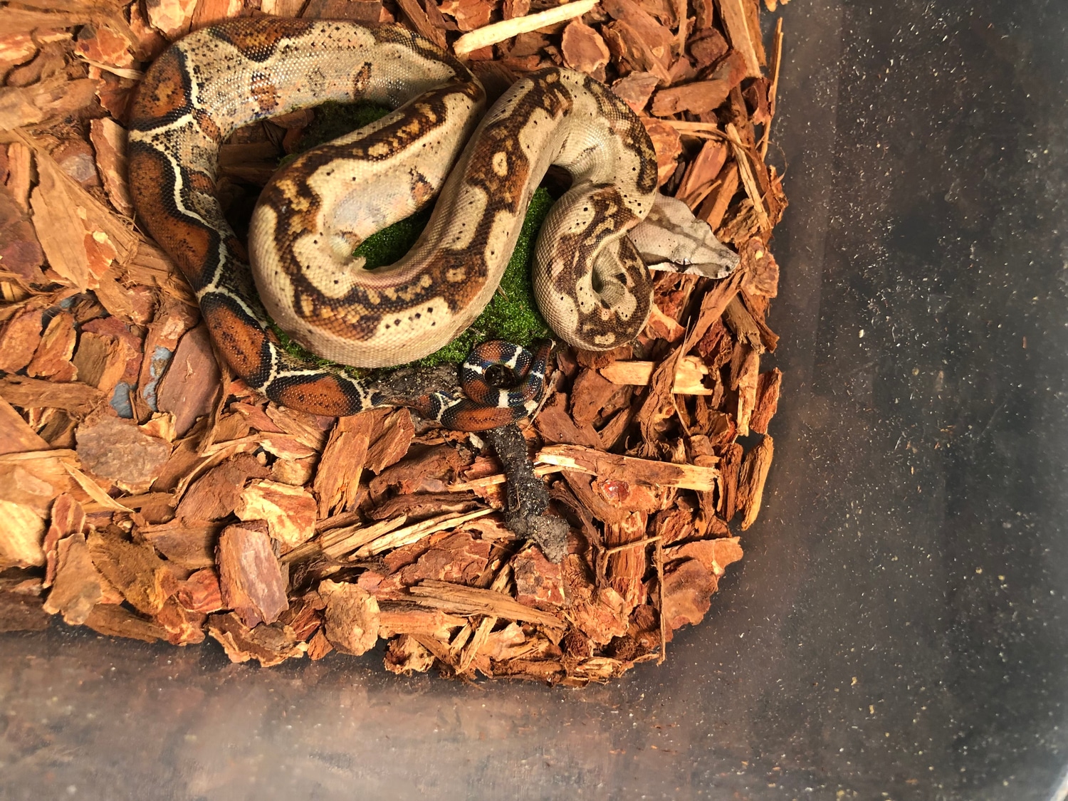 Striped Jungle 50% Het Leopard Boa Constrictor by Jack Dolittle ...