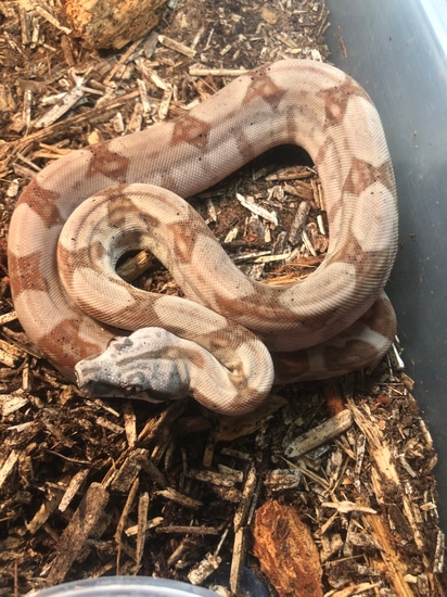 Hybrid Anerythristic Peruvian Long-tail X Super Hypo Monster-tail ...