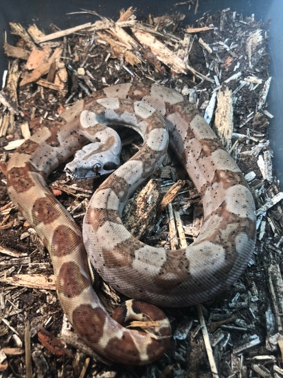 Hybrid Anerythristic Peruvian Long-tail X SuperHypo Monster-tail Jungle ...