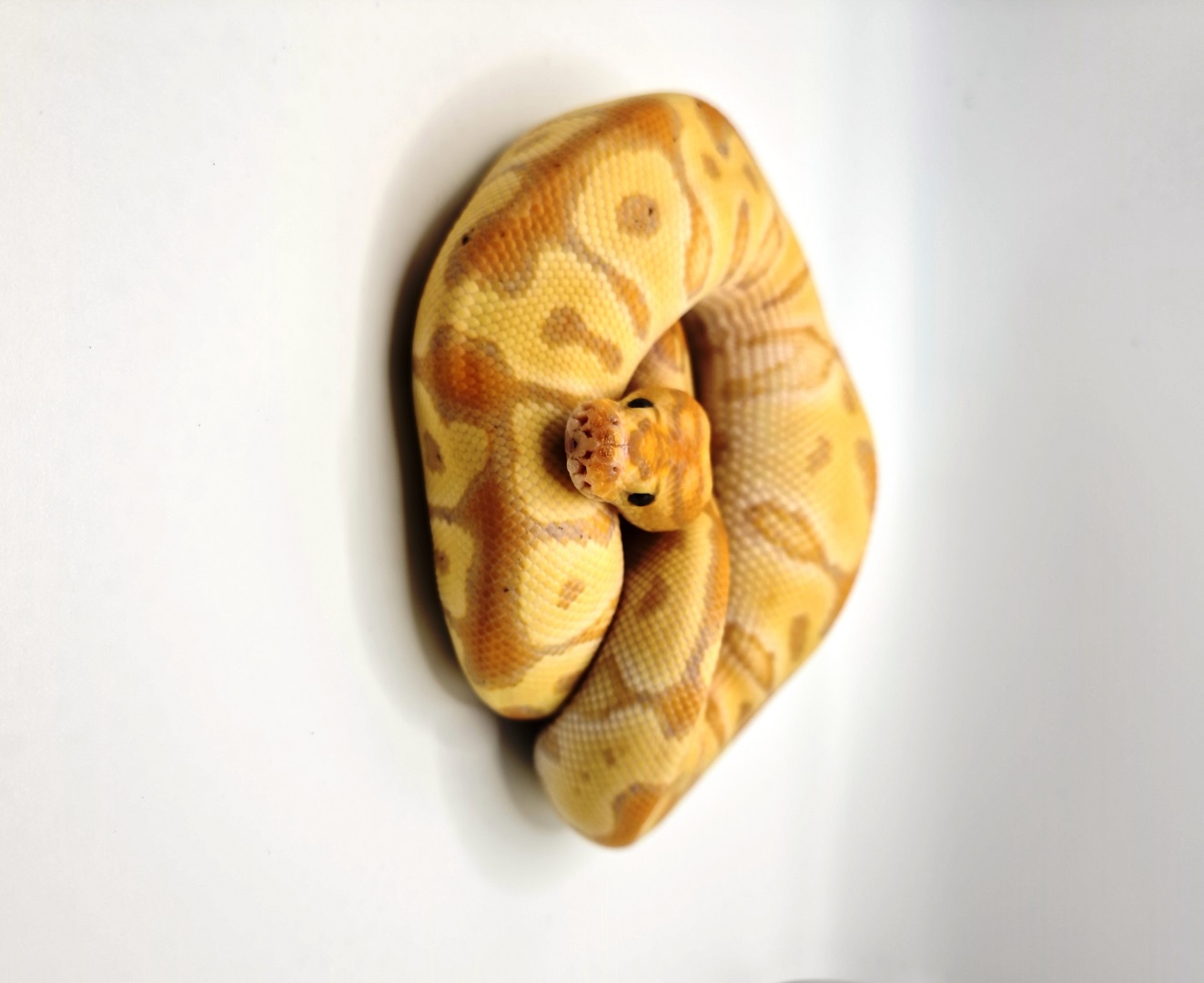 2021 Banana Fire Clown Ball Python by Jackies Royal Pythons (Ball ...