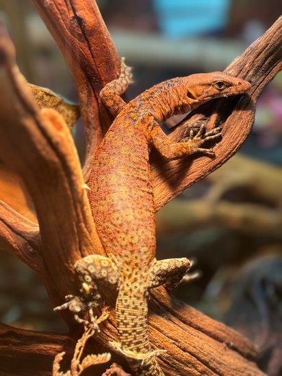 Pilbara Rock Monitors Other Monitor by Jackie’s Petite Reptile’s