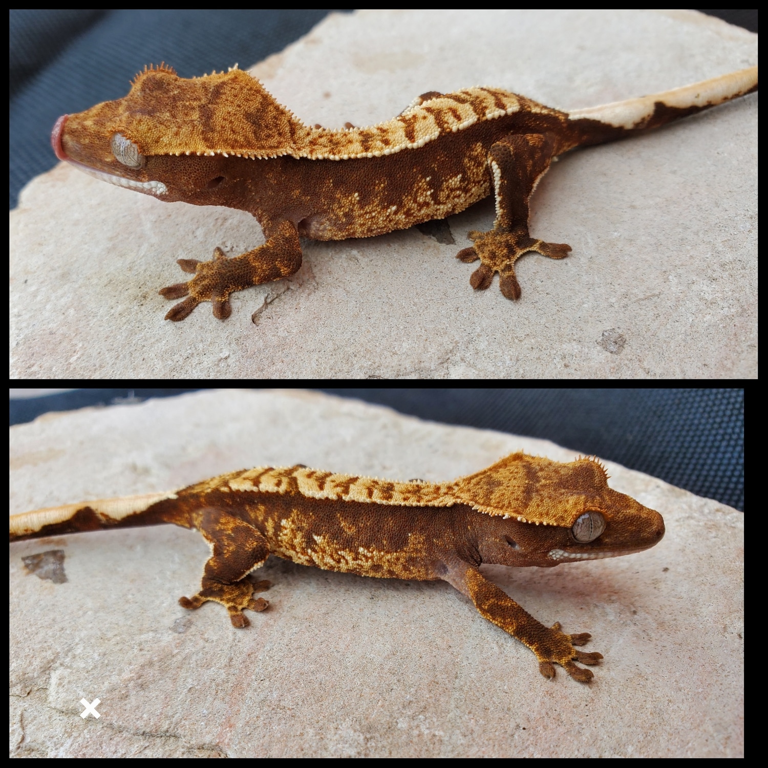 Possible Red Harlequin Crested Gecko by Jackie's Critter Collection ...