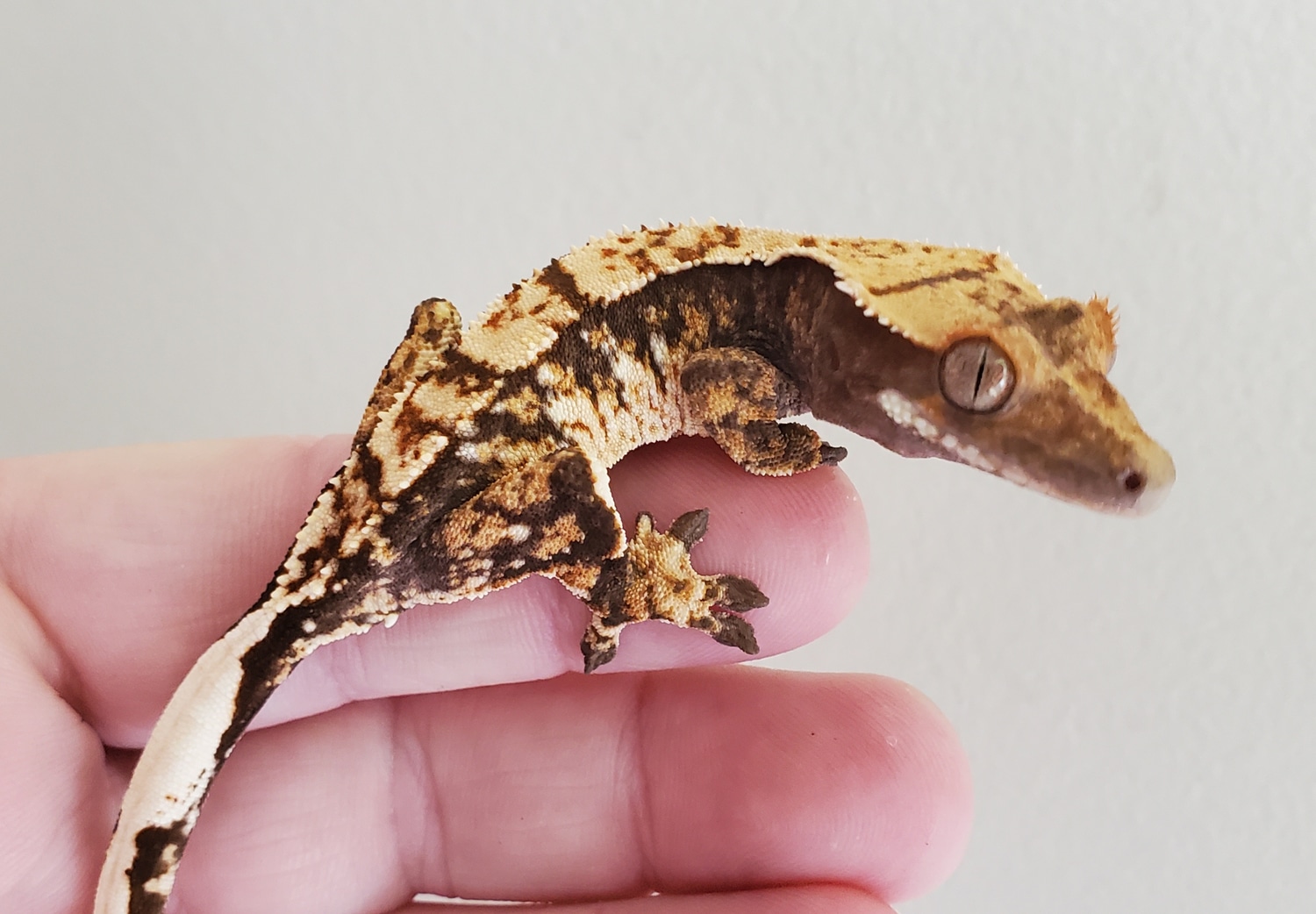 Tricolor Male Crested Gecko by Jackie's Critter Collection - MorphMarket