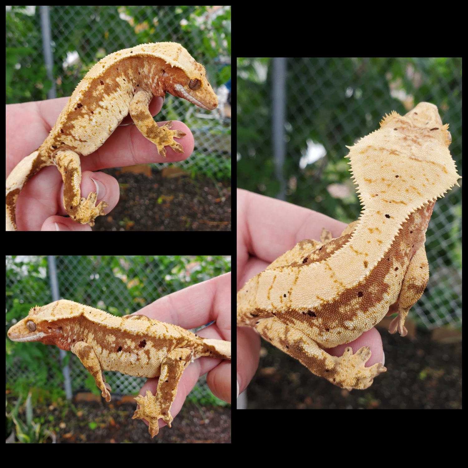 Beautiful Female Crested Gecko by Jackie's Critter Collection - MorphMarket
