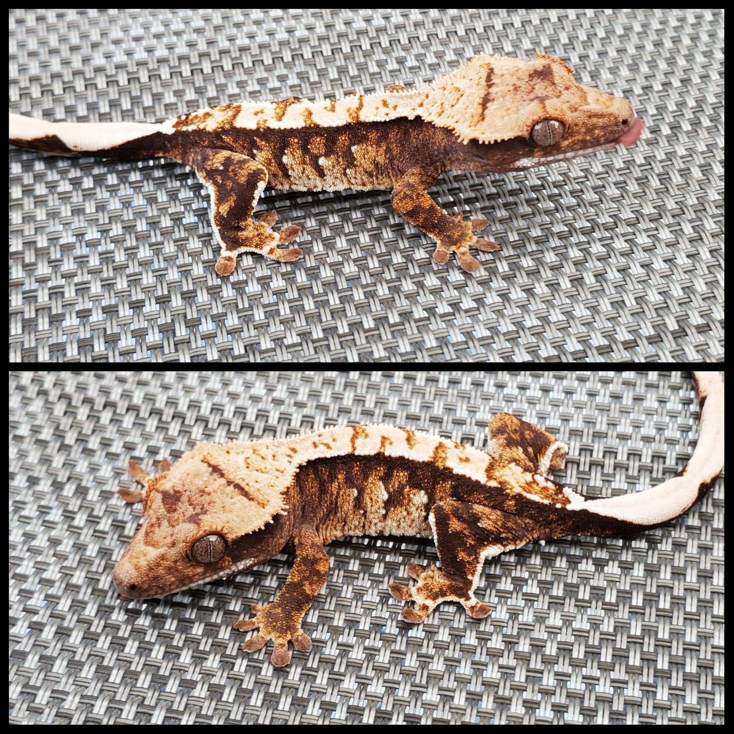 Extreme Harlequin Crested Gecko by Jackie's Critter Collection ...