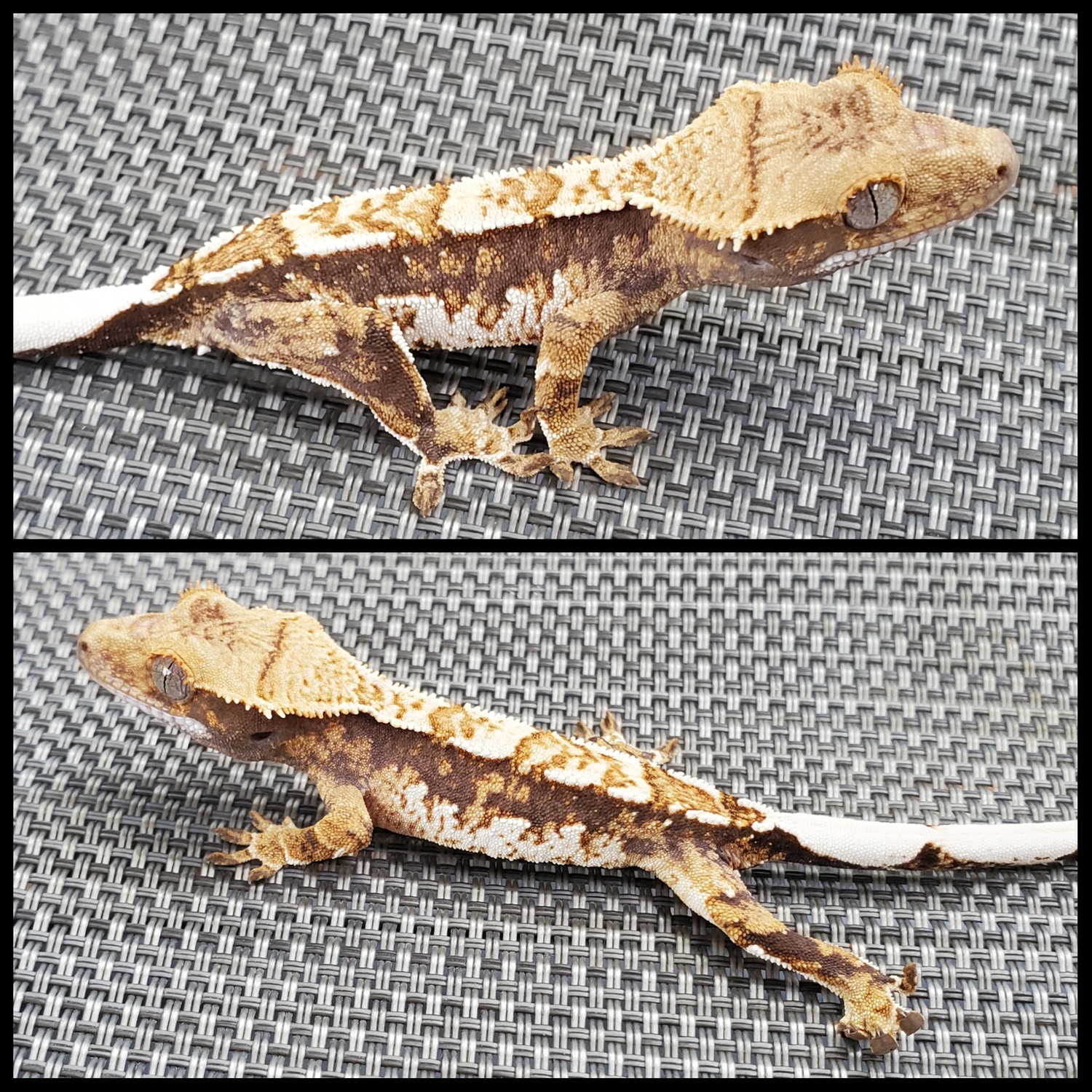 Awesome Tricolor Crested Gecko by Jackie's Critter Collection - MorphMarket