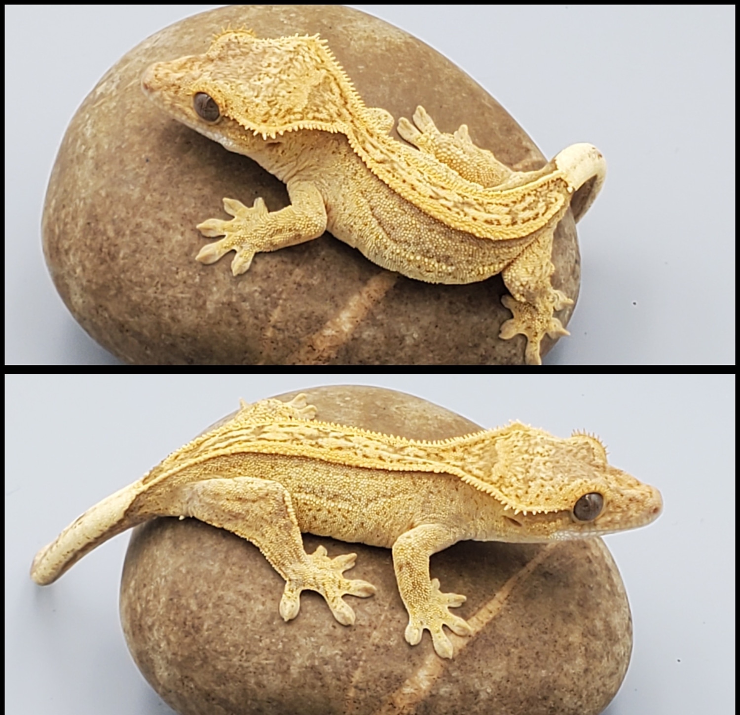 Nice Yellow Crested Gecko by Jackie's Critter Collection - MorphMarket