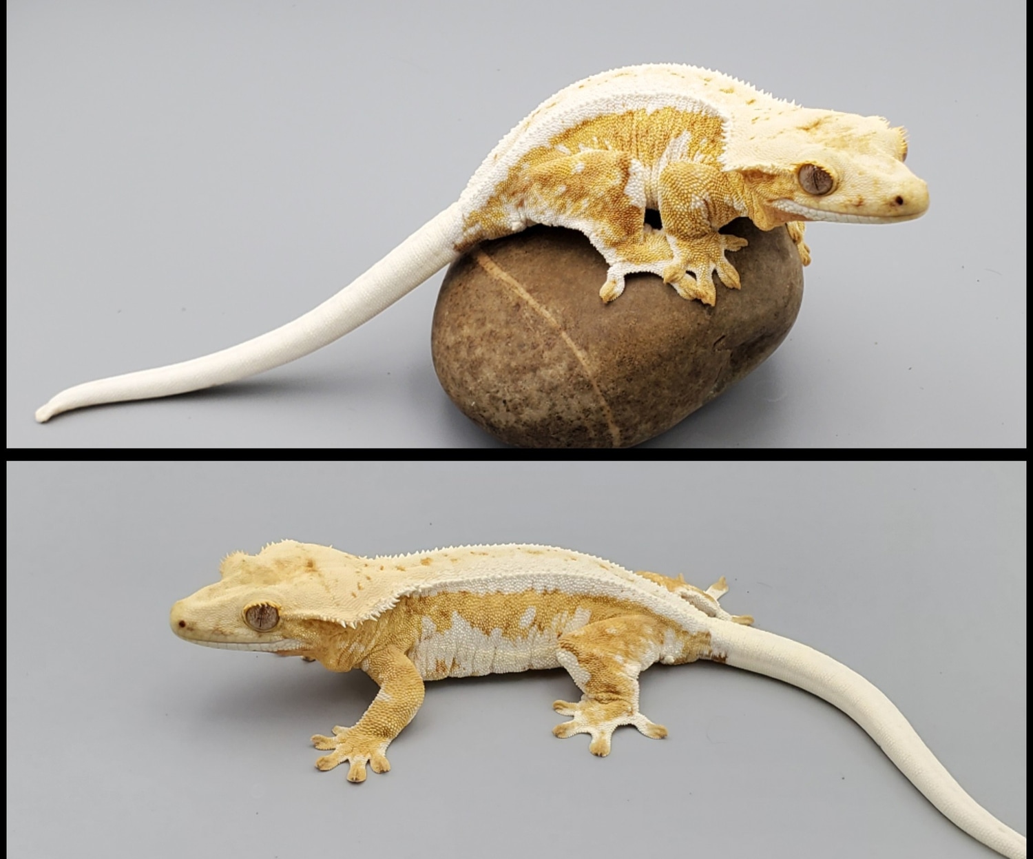 Shipping Included Crested Gecko by Jackie's Critter Collection ...