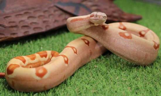VPI Sunglow Jungle Het Blood Boa Constrictor by AC-Boas