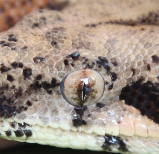 Hypo Fire IMG Dh Red Dragon Boa Constrictor by AC-Reptiles - MorphMarket