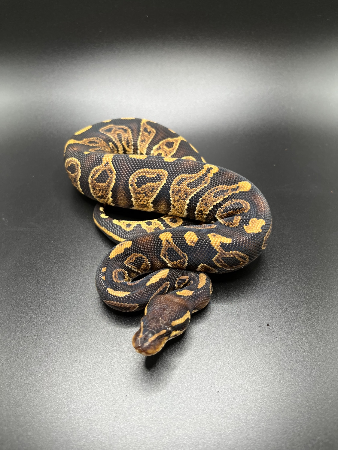 Sable Trick Ball Python by Jackpot Pythons - MorphMarket