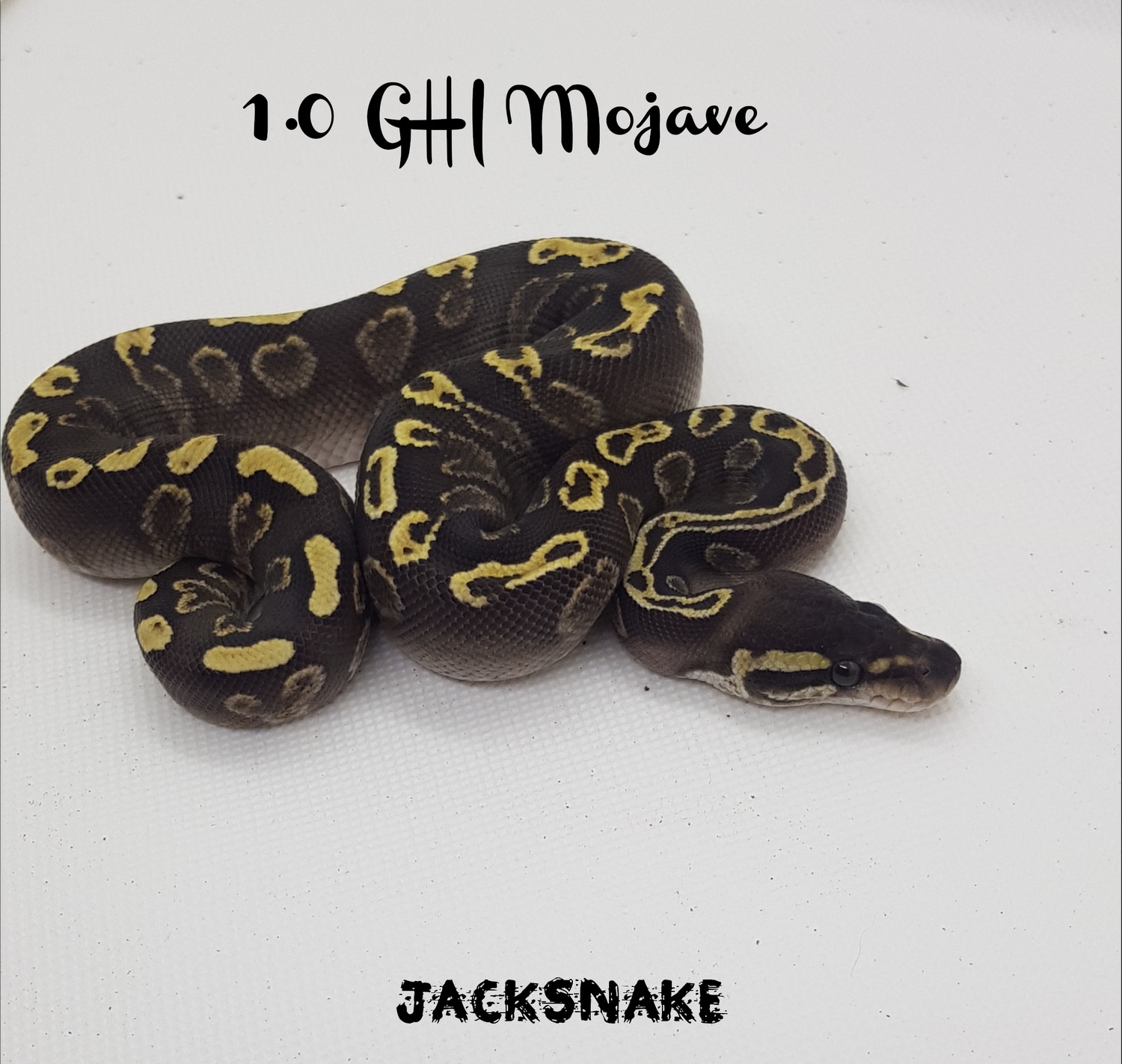Ghi Mojave Ball Python by Jacksnake - MorphMarket