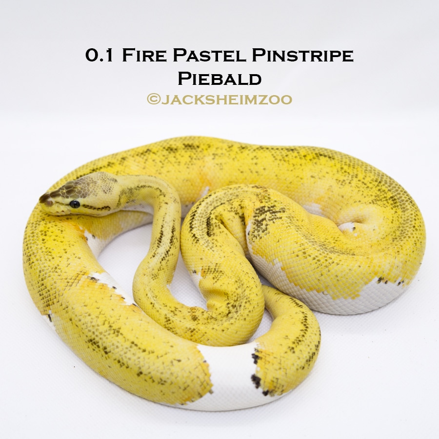 Fire Pastel Pinstripe Piebald Ball Python by Jack´s Heimzoo - MorphMarket