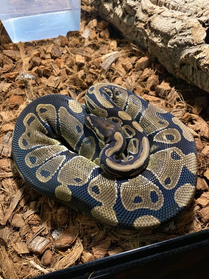 Normal Female Ball Python by Jackson’s Ball Pythons