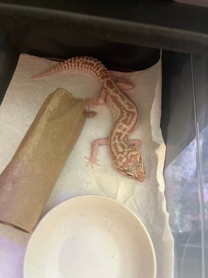Albino Redstripe Super Mack Snow Leopard Gecko by ReptiFlora