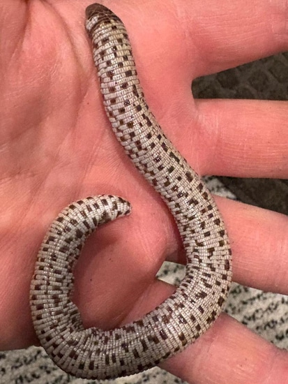 Checkerboard Worm Lizard More Lizard by ReptiFlora