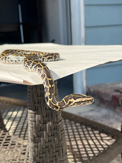 CBB Female Burmese Python 100% Het Granite by Jackson Fontana Pythons