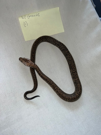 CBB Male Granite Burmese Python by Jackson Fontana Pythons